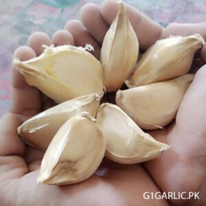 G1 Garlic, Booking, NARC, Swabi, Mardan, Islamabad, Pakistan, Buy ...