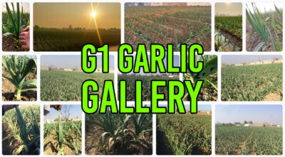 NARC G1 Garlic, Booking, Price, Sale, Online Order, Pakistan